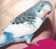 Shop for Parakeets Budgies – NatureChest