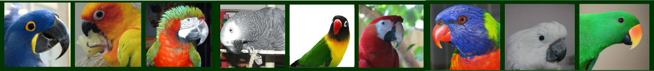 Nature Chest Bird Store - Bird and Parrot Food, Toys, Gifts, and more ...